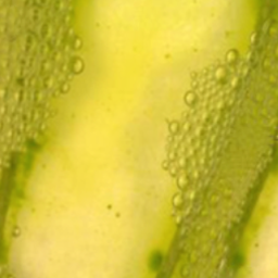 Research & Development - Symbiox | Symbiotic Biomedicine