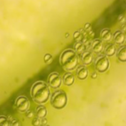 Research & Development - Symbiox | Symbiotic Biomedicine
